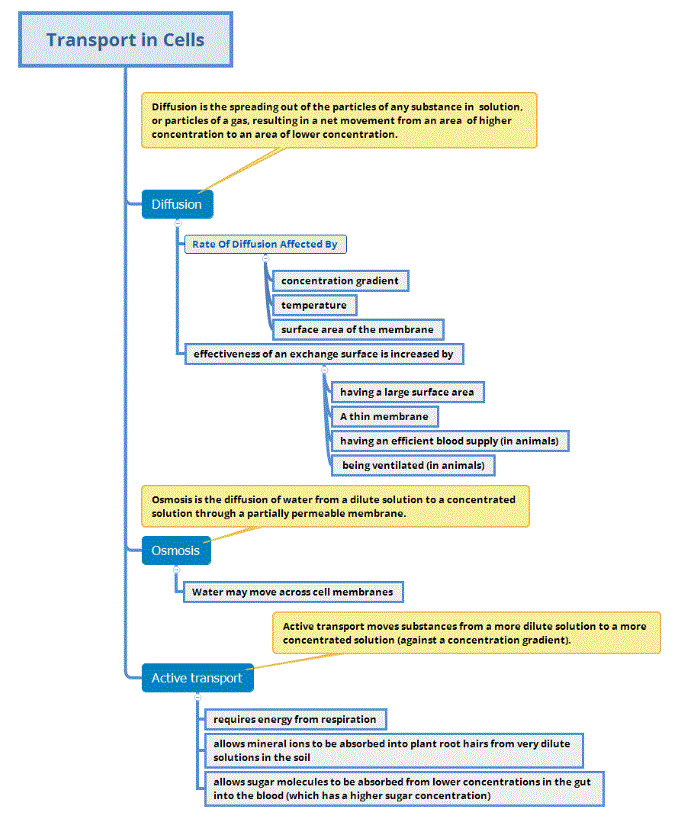 GCSE Biology Mind Map : Transport in Cells (example) – Planetscience.org.uk